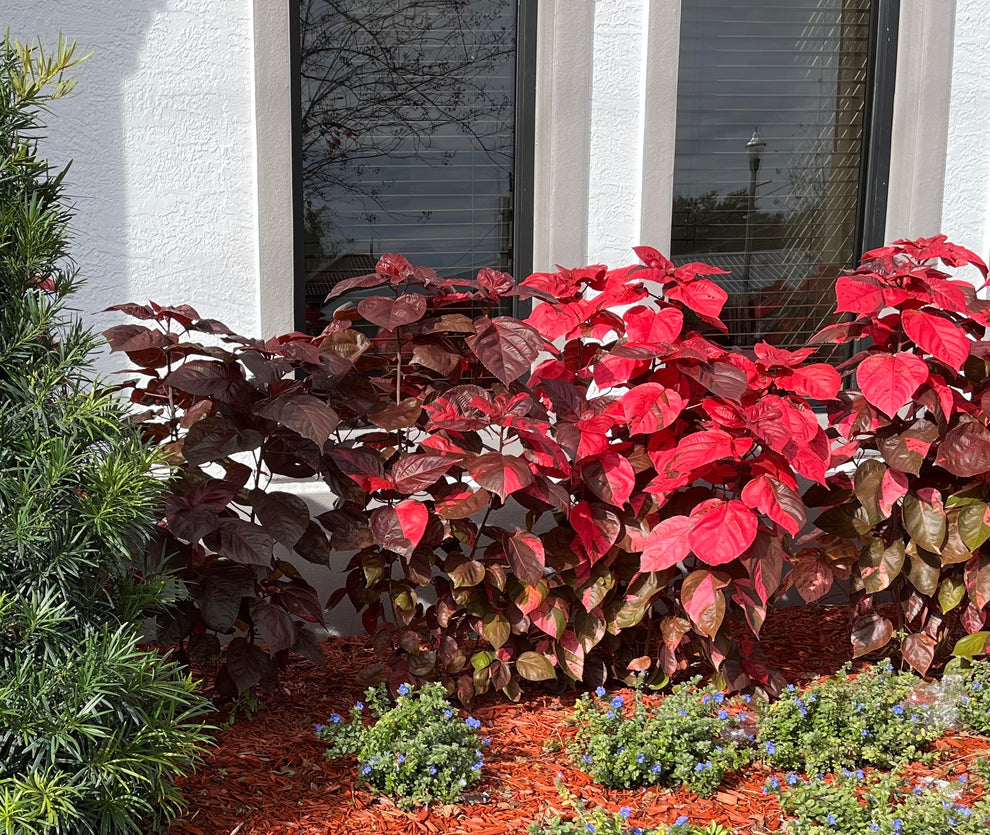 Acalypha Red Copper Shrub (aka Fire Dragon, Jacob's Coat) in a 10 in ...