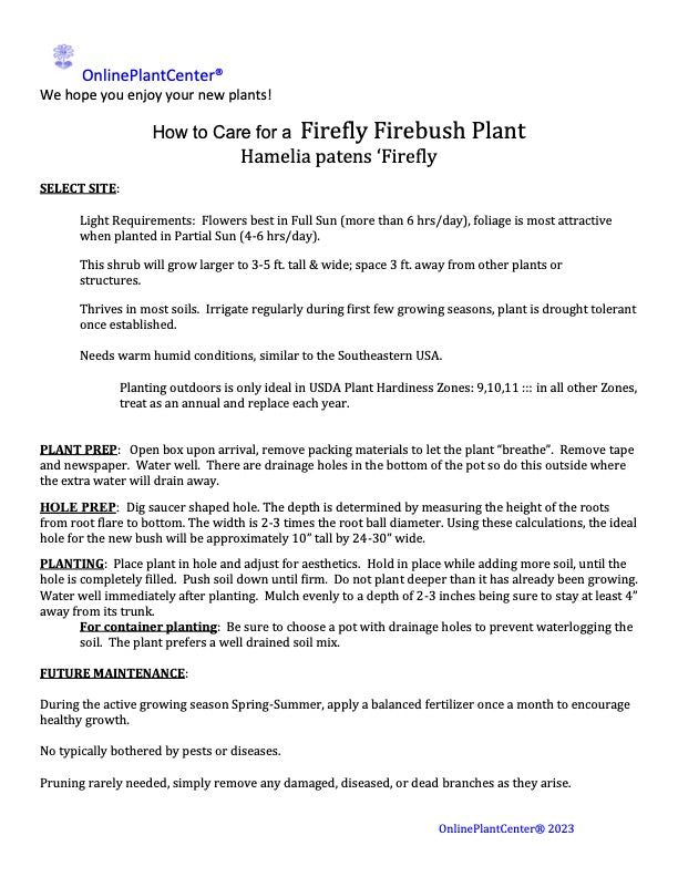 Hamelia Firefly Fire Bush Flowering Shrub (Red Flowers) in 10 in. (3 G – OnlinePlantCenter