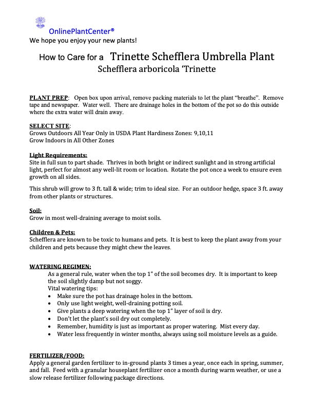 Schefflera Trinette Shrub in 10 in. (3 Gal.) Grower Pot – OnlinePlantCenter