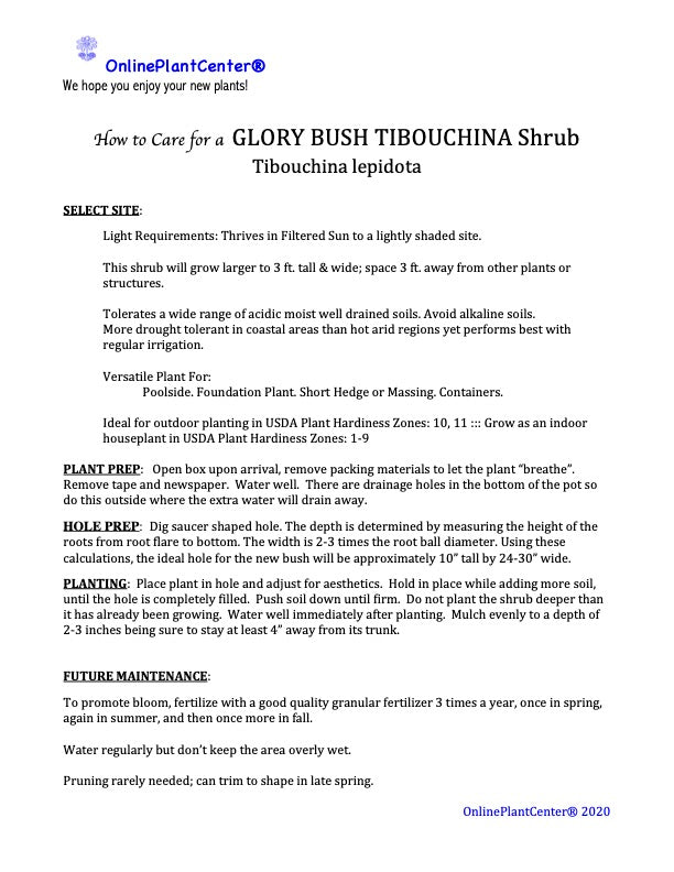 Tibouchina Dwarf Princess Flower Plant (Purple Flowers) in 10 in. (3 G ...