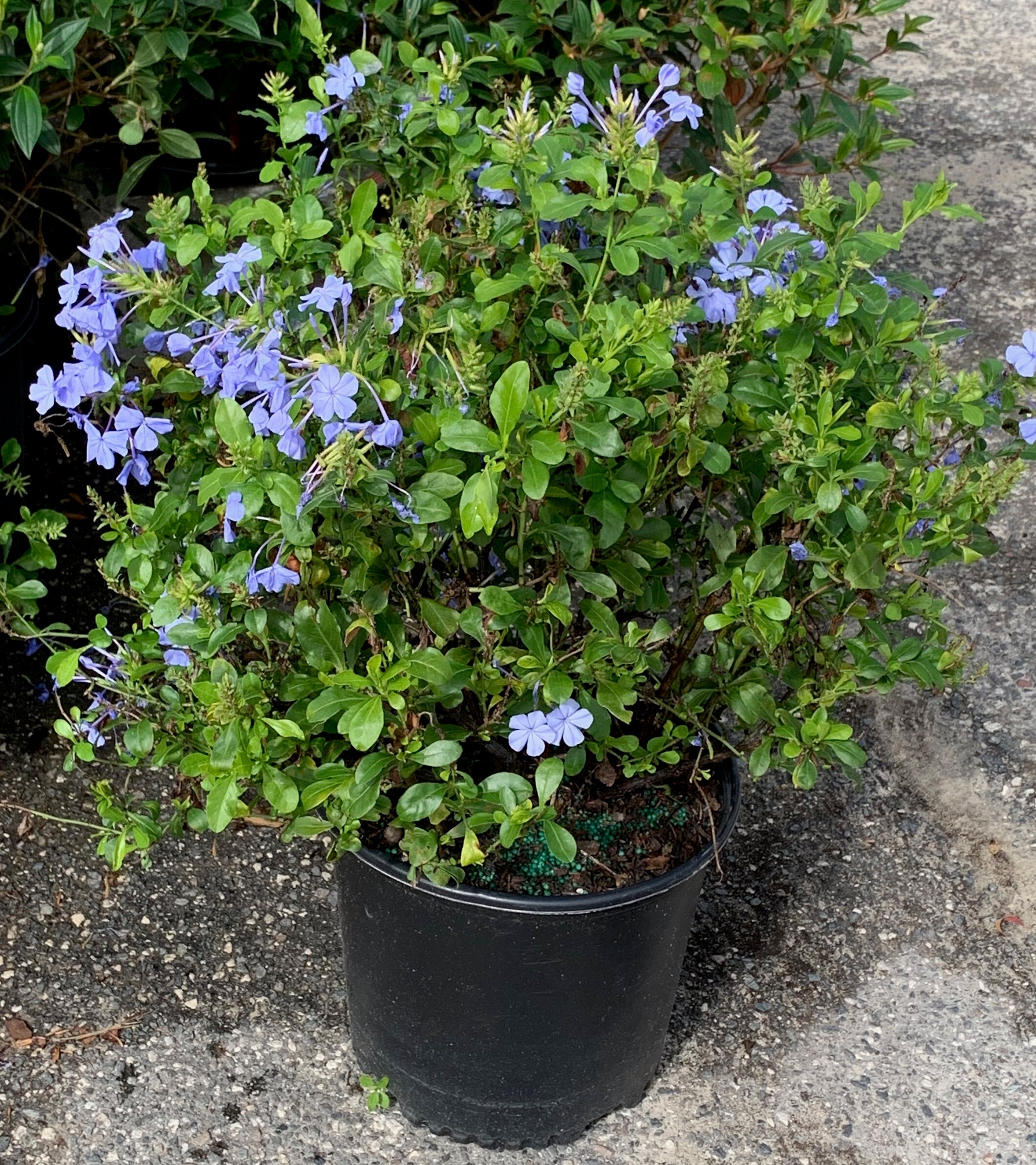 Plumbago Shrub (Blue Flowers) in a 10 in. (3 Gal.) Grower Pot ...